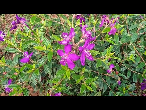 pepees vlogs🥰 is live ചുമ്മാതല്ല