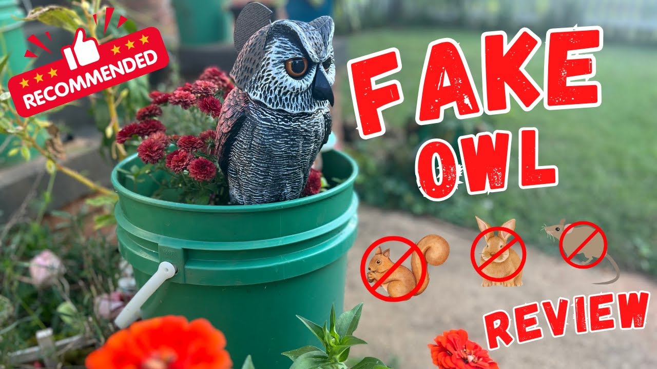 Fake Owl Decoys with Rotating Heads 2 Pack - Review - YouTube