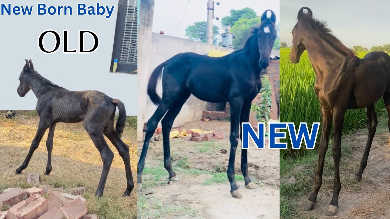 New born baby | horse baby body transformation video | horse baby video ...