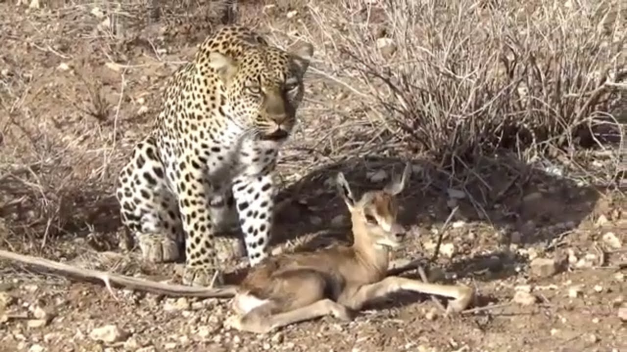 Leopard Plays with Baby Gazelle Before Killing Him #4k @NatGeo ...