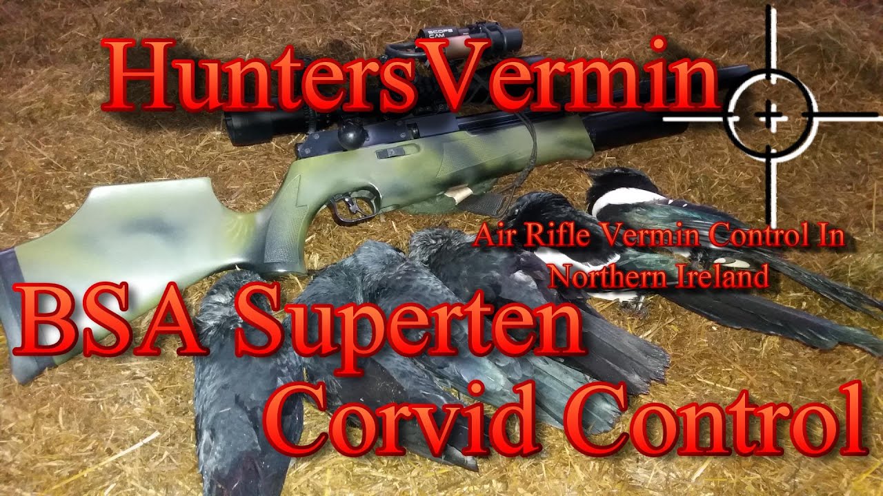 Air Rifle Hunting, BSA Superten Corvid Control - YouTube