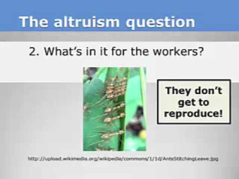 Darwin's Special Problem: The Altruism Puzzle - YouTube
