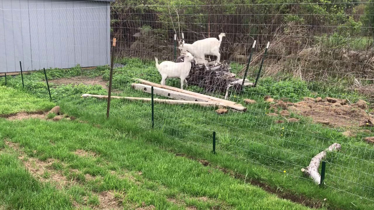 More goat battles - YouTube