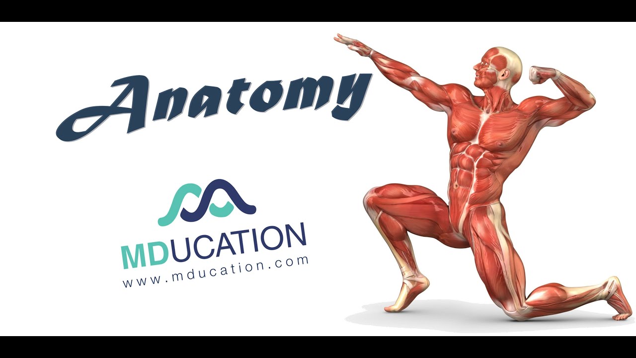 Anatomy 101 lecture 1 - YouTube