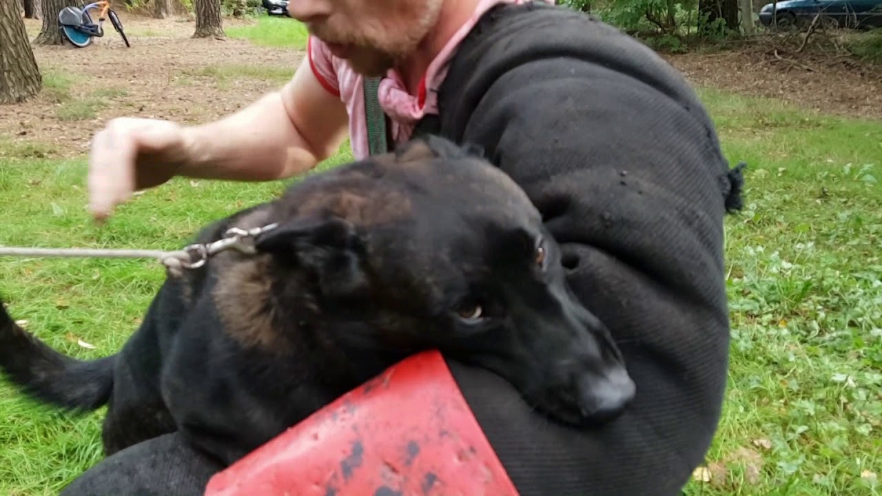 KNPV training - Police dog training in the Netherlands - YouTube