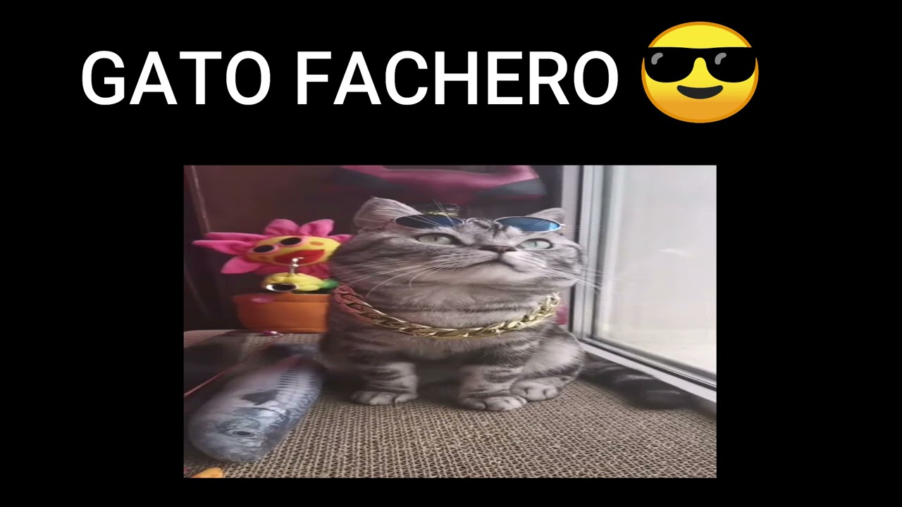 GATO FACHERO 😎🤙 - YouTube