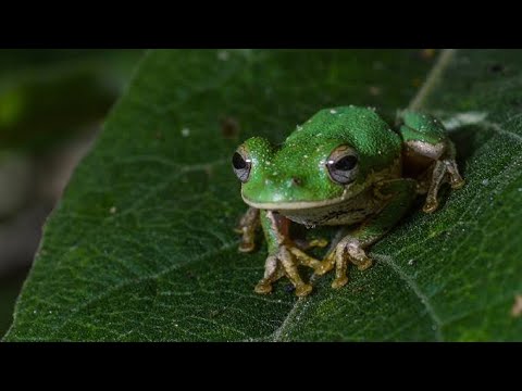 Rana arborícola 🐸 Calates (Rheohyla miotympanum) - YouTube