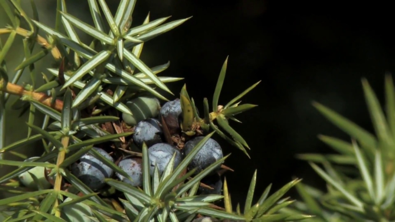 Juniperus communis, the common juniper - YouTube