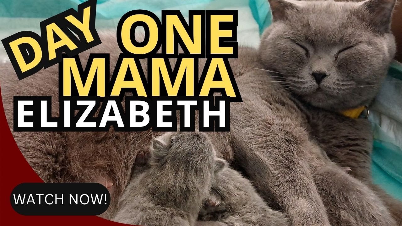 Mama Elizabeth cat Feeding Four Cute Kitten Day One Romantic Music Song ...