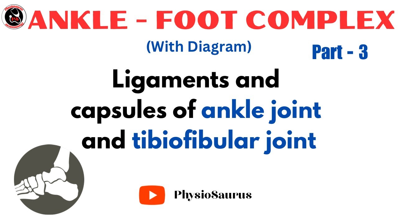 Ligaments and capsules of ankle joint, proximal tibiofemoral joint and ...