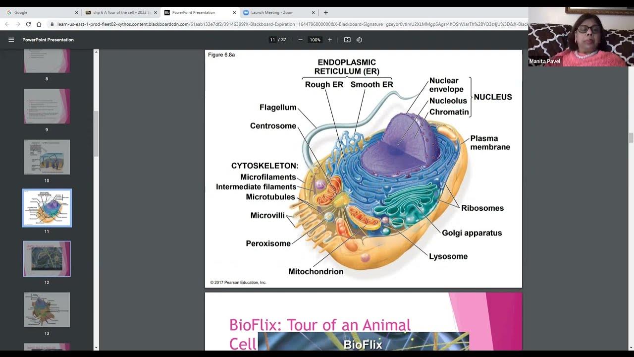 Ch 6 A Tour of the cell - YouTube