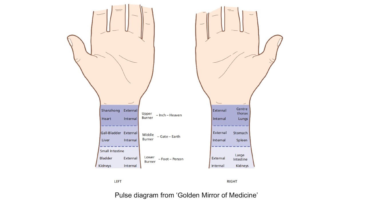 ASSIGNMENT OF PULSE POSITIONS TO ORGANS Part 2 (TCM) - YouTube