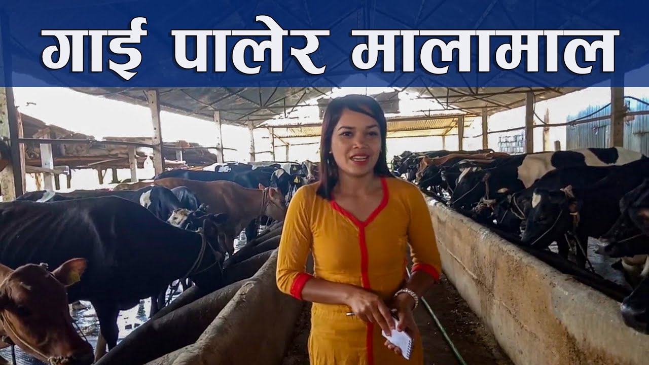 Gai Palan || गाइपालन व्यावसाय मेरो सफलताको पाटो हो - व्यवसायी गोपाल ...