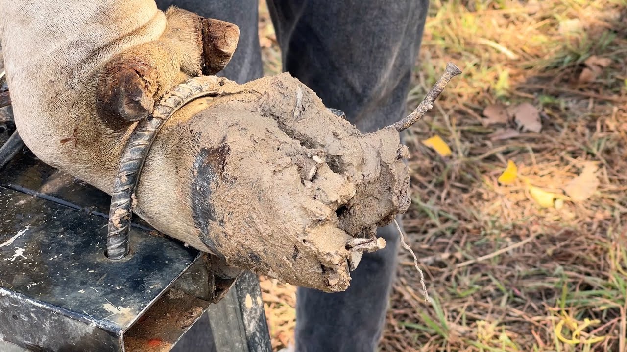96!! Hoof Horror the shocking removal of a screw and steel from a cow ...
