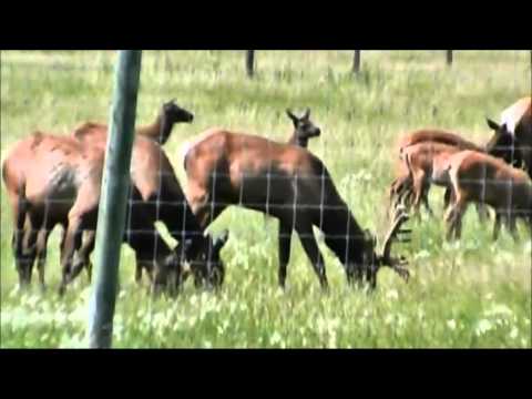 ELK FARM - YouTube