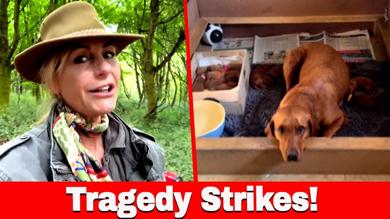 Jeremy Clarkson Devastated After Tragic Death on Clarkson’s Farm - YouTube