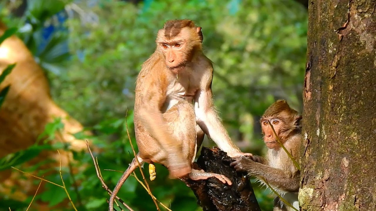 Monkey Rojo is playing in the water with other monkeys so happy. - YouTube