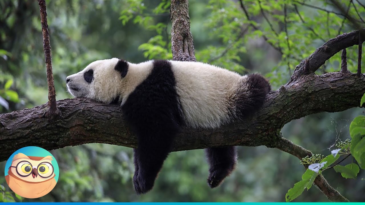 Unusual Sleeping Habits of Different Animals - YouTube