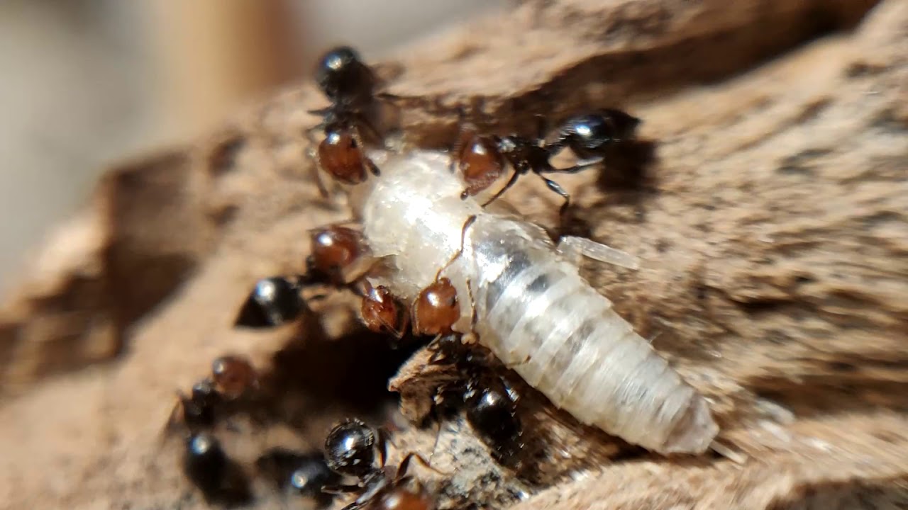 Ants eating silverfish - YouTube