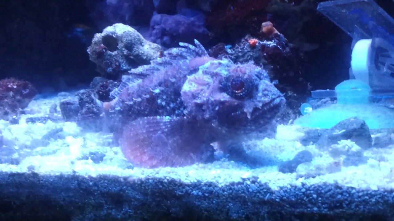 scorpion fish feeding - YouTube