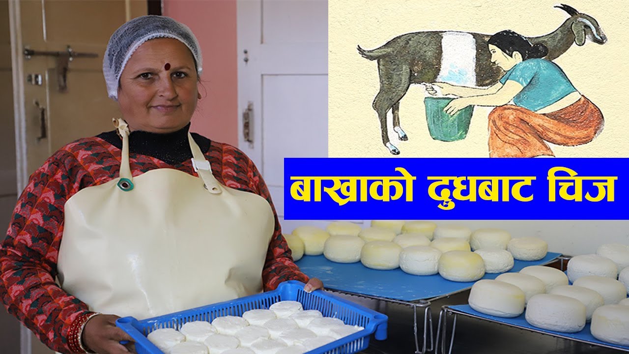 फ्रान्समा २ लाख ५० हजारको जागीर छोडेर नेपालमा चिज उत्पादन - Goat Cheese ...