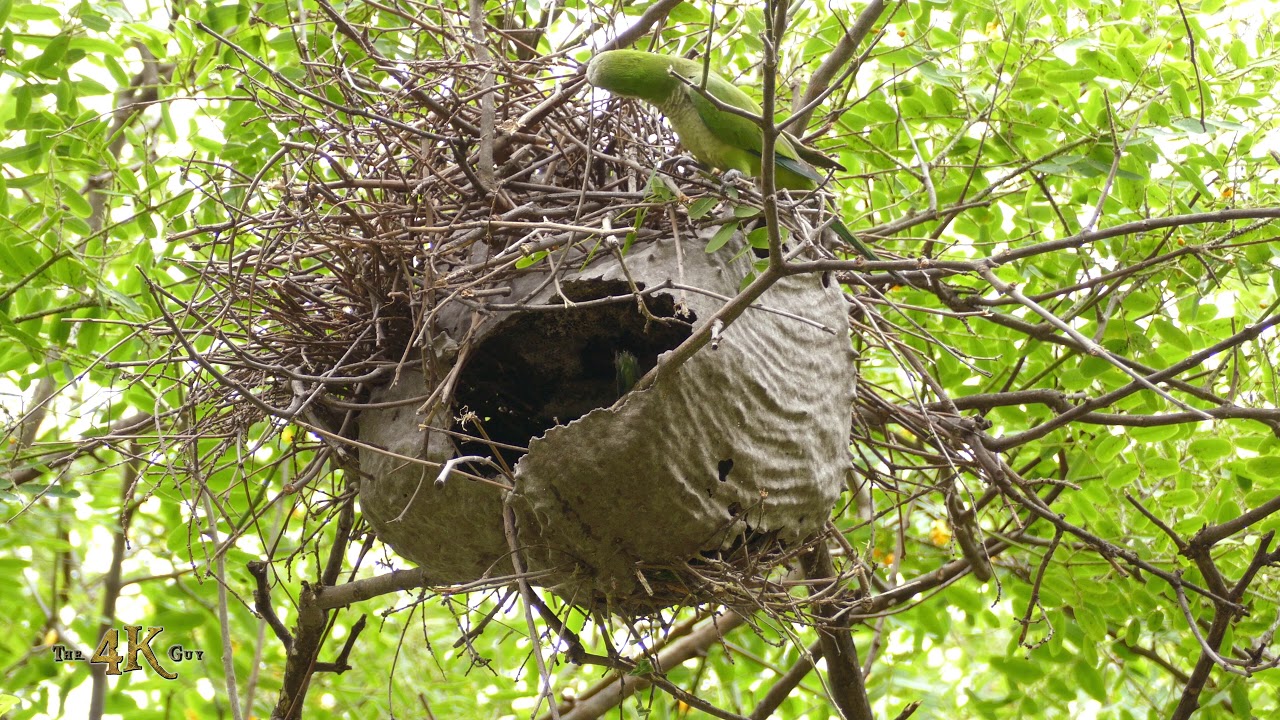 The extraordinary nest building skills of the Monk Parakeet in 4K - YouTube