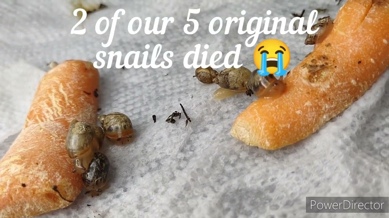 Snail Update: Big News...New Snails! - YouTube