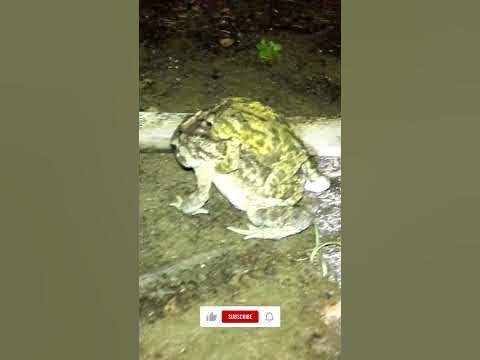 Small Toad Takes Down Giant Toad Part 2 | Epic Frog Wrestling Match like John Cena VS Great ...
