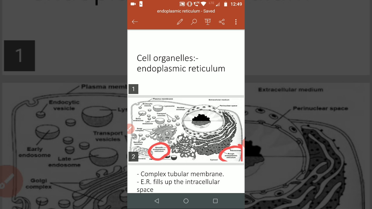 Endoplasmic Reticulum Definition With Function Qs Study