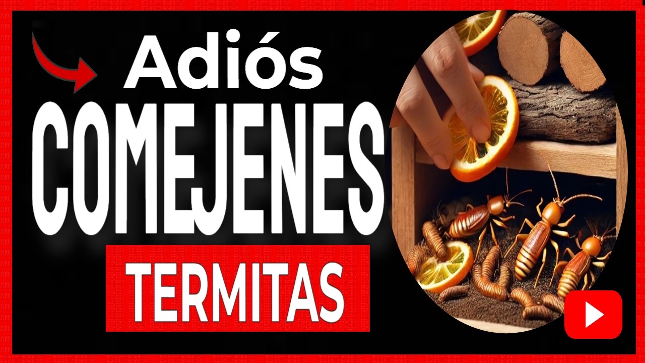 🔴 ¿Cómo AHUYENTAR COMEJENES de casa?【Termitas】 - YouTube