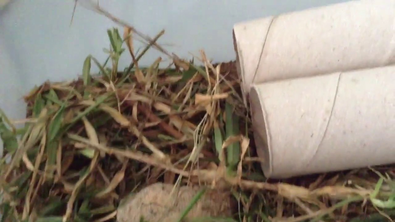 Grasshopper farm part 1 - YouTube