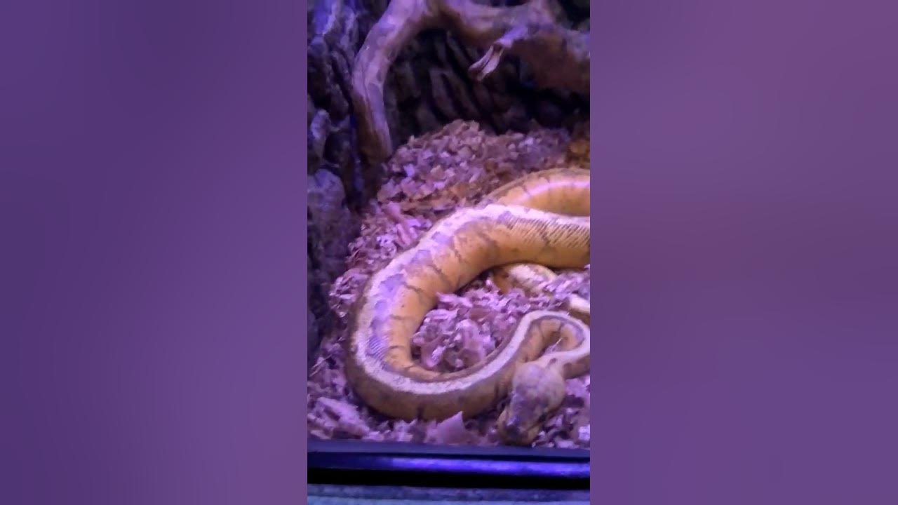 Banana Ball Python #motorbike #motovlog #motorcycle #moto #cebu #motor ...