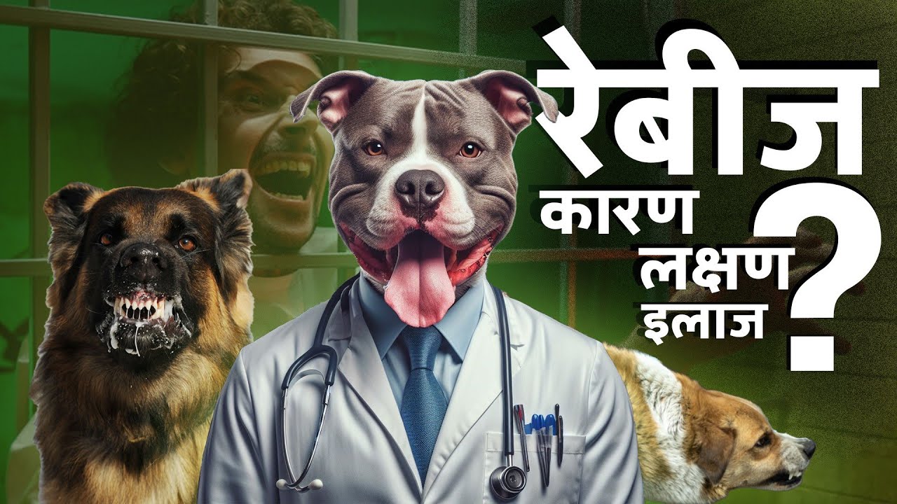 Rabies | Rabies infected human | vaccine | dose and schedule | symptoms ...