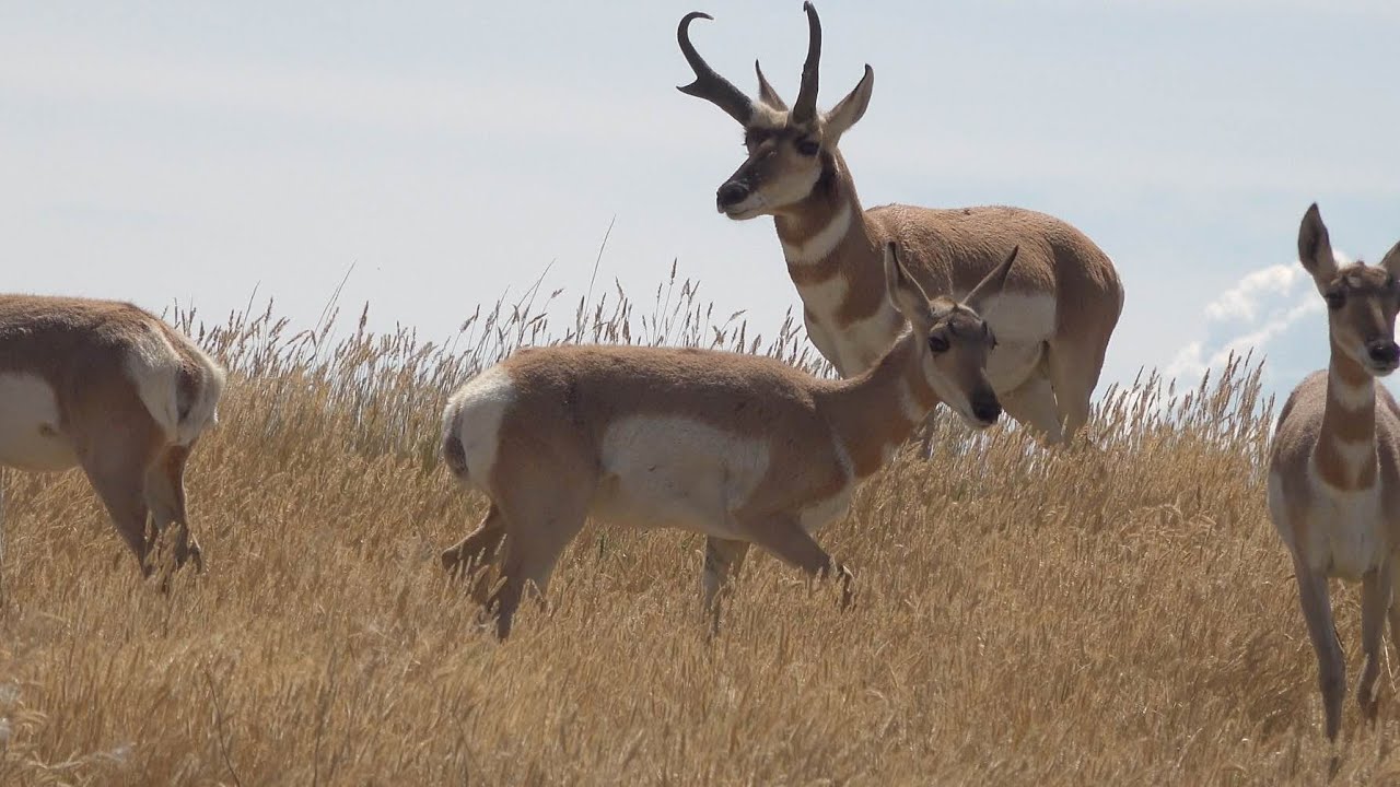 Episode 1 Wyoming Antelope Part I - YouTube