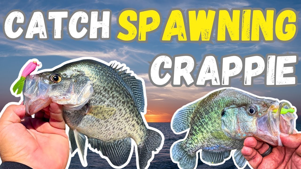 Catching SPAWNING CRAPPIE From The Bank - YouTube