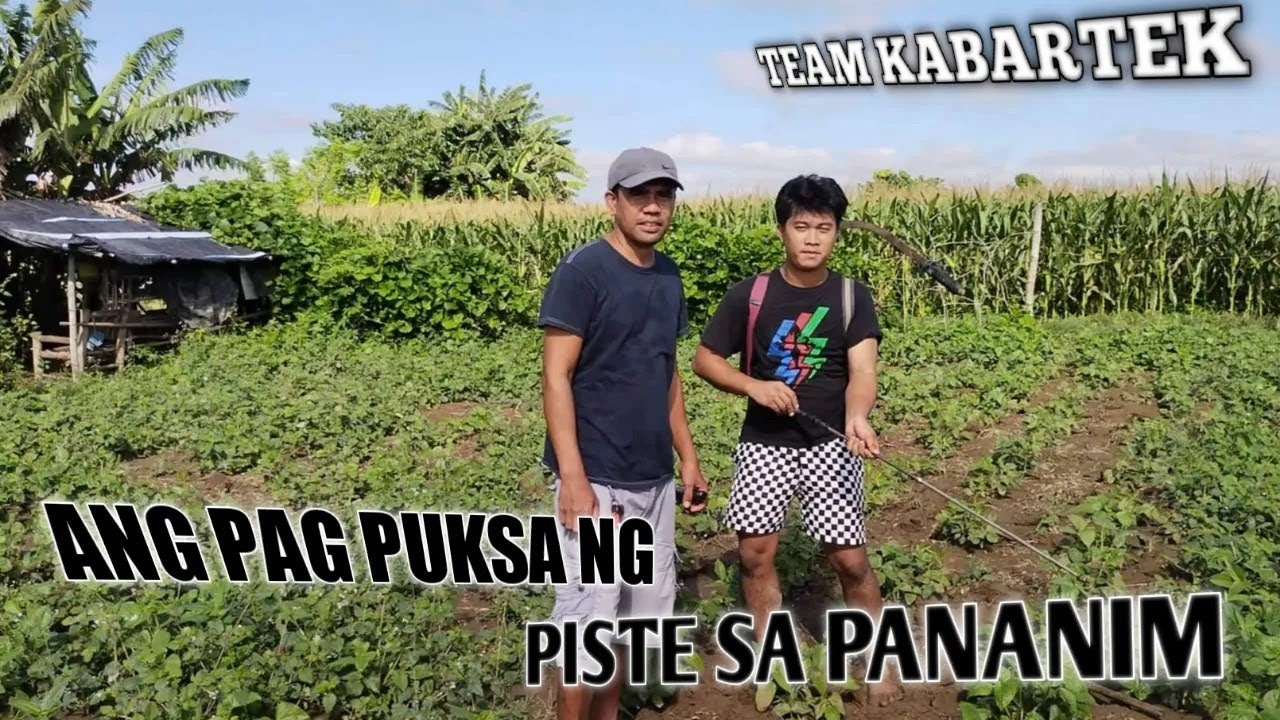 pagpuksa sa mga peste ng pananim/spraying pesticide. - YouTube