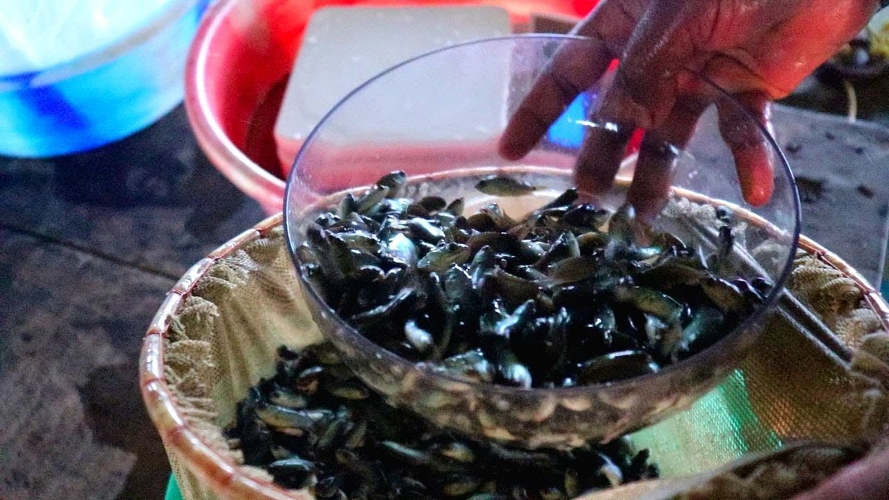 Vietnam Koi Fish Climbing Perch Packaging Counting Transporting|For ...