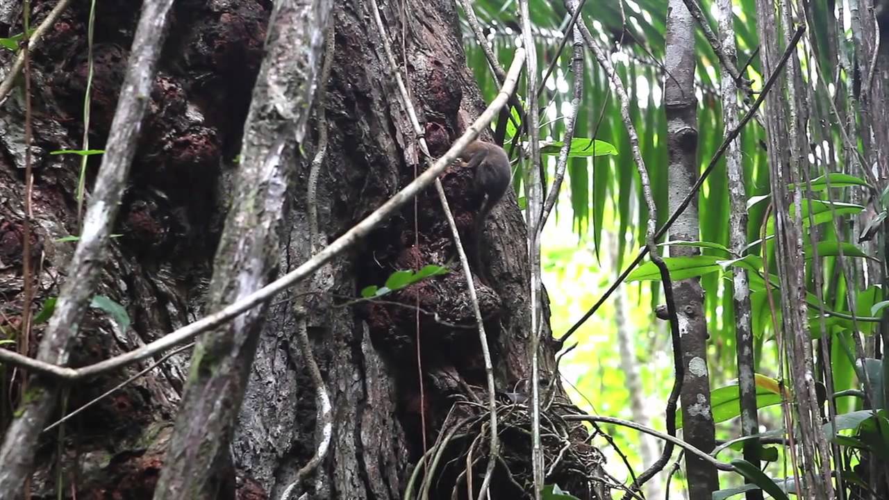 El tití pigmeo en su hábitat natural. - YouTube
