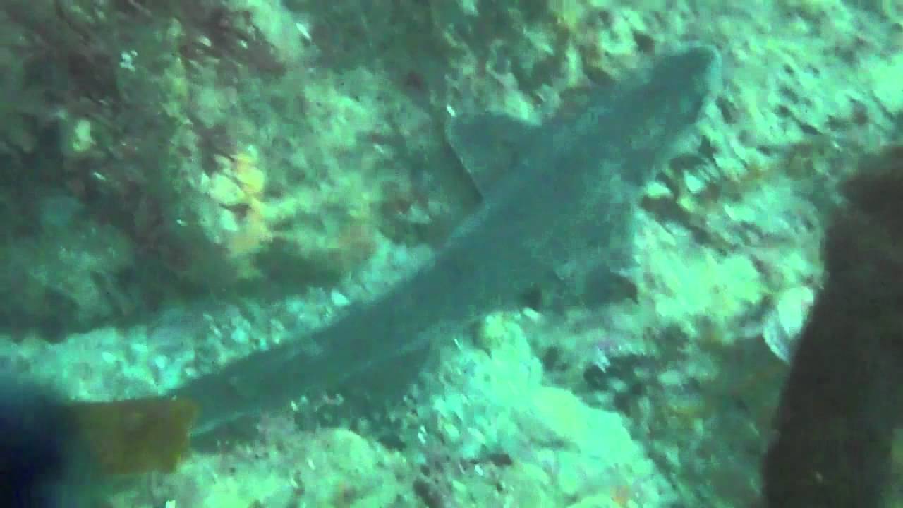 Small-spotted Cat shark Cornwall (Talland bay) - YouTube