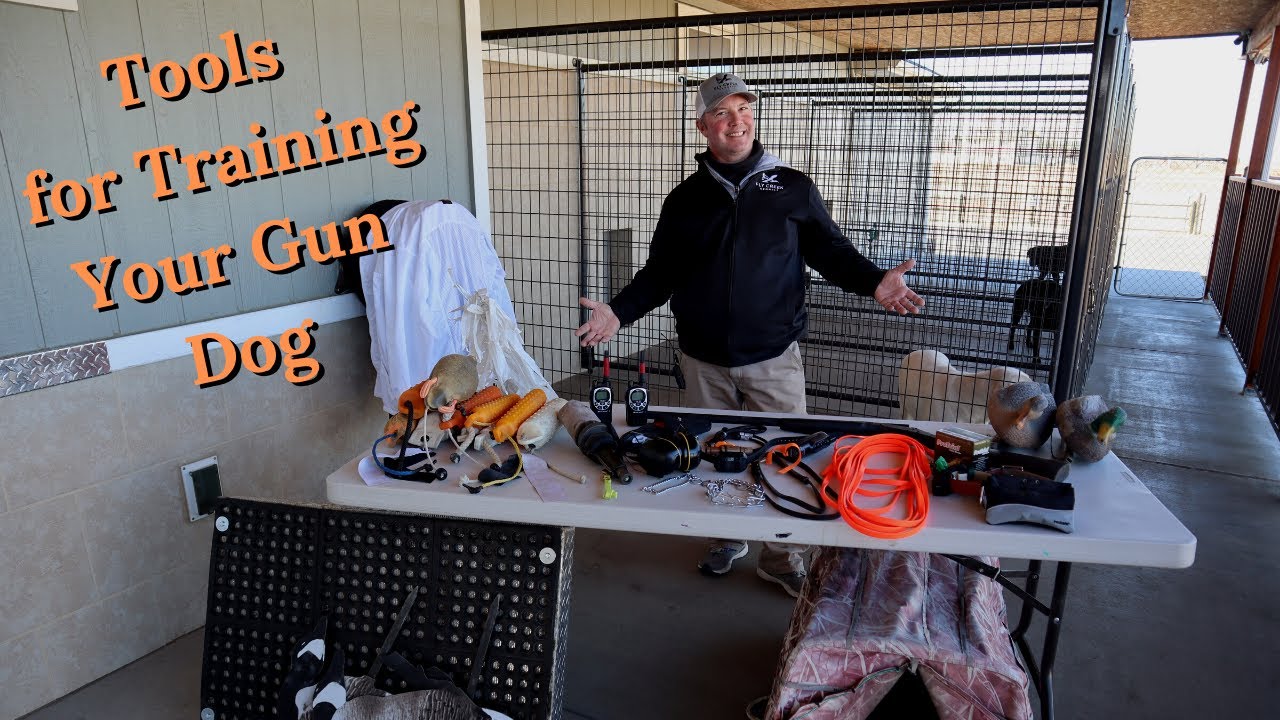 Best Gear for Training Your Gun Dog - YouTube