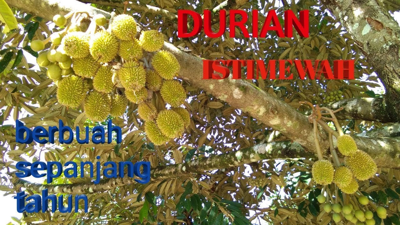 Durian Chane istimewah berbuah sepanjang tahun - YouTube