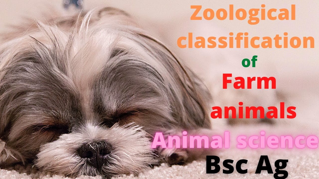 Zoological classification of common domestic animals || Animal Science ...