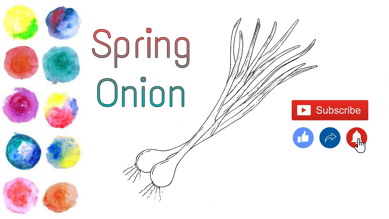 How to Draw Spring Onion | Easy & Simple Drawing of Spring Onion For ...