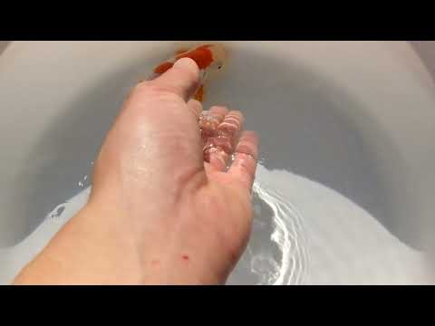 DSCF5553