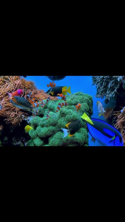 Fascinating Fish Part 1 - YouTube