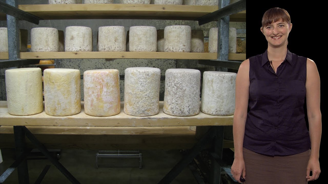 Cheese as a model microbial ecosystem - Rachel Dutton (Harvard) - YouTube