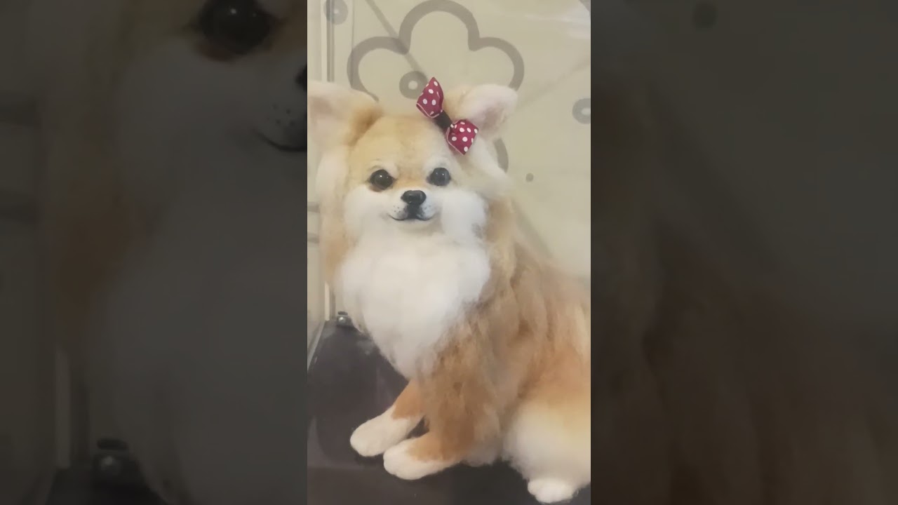 🌈#cutify meow meow#shorts - YouTube