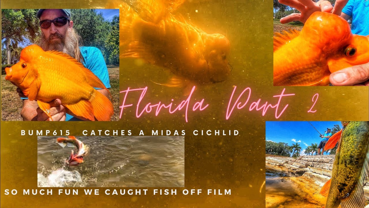 PART2 Catching Peacock Bass Midas Cichlid Fishing Florida With @Rapala ...