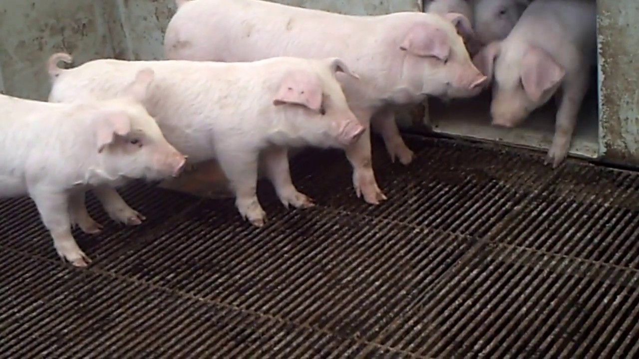 Weaning piglets - YouTube