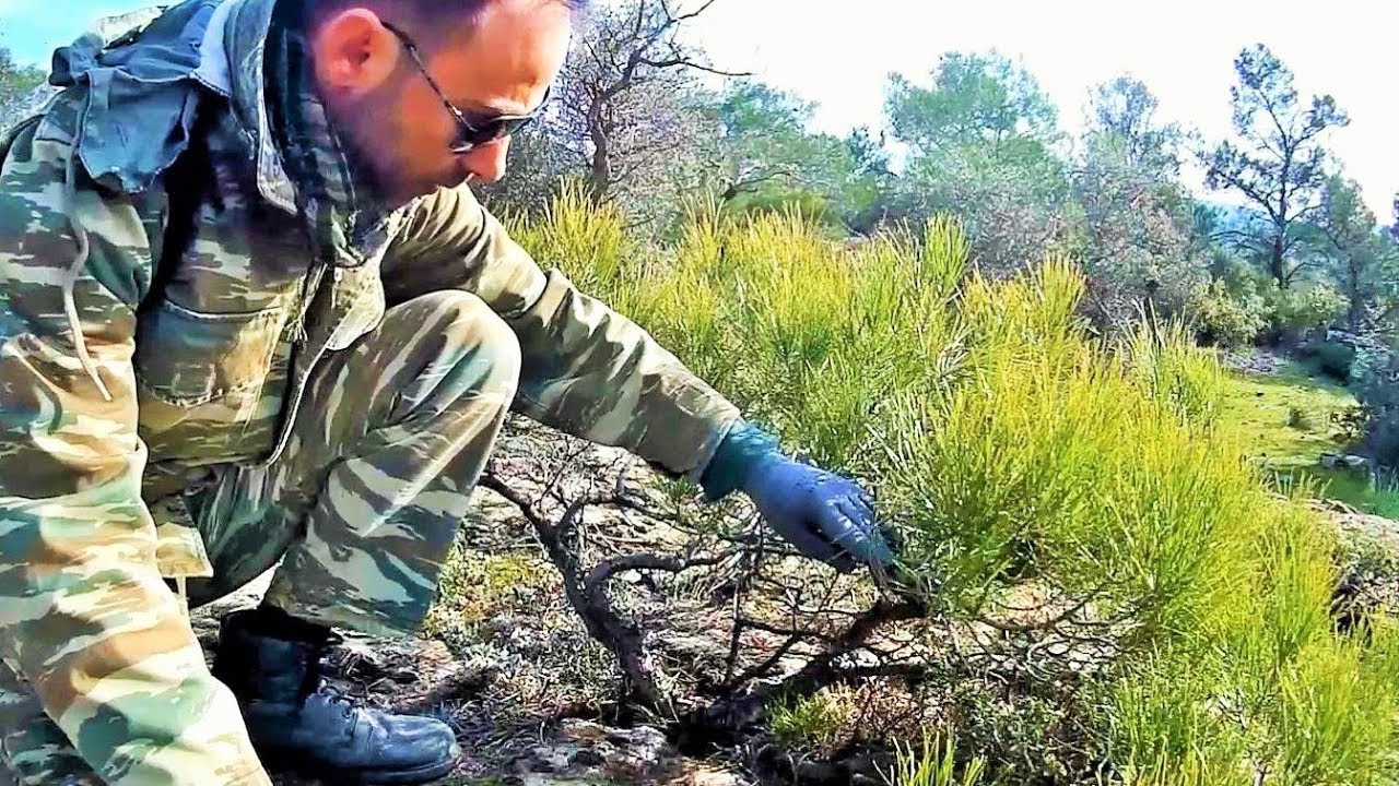 Pine Tree Υamadori Hunting Vol. 1 - Bonsai Inspiration From Nature ...